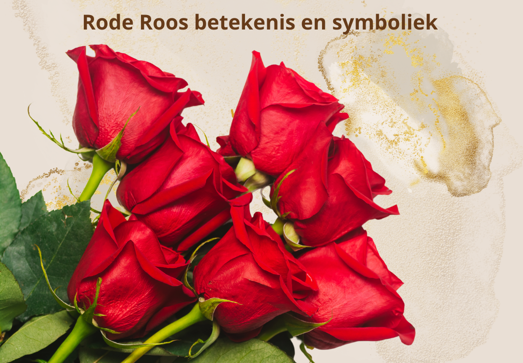 Rode roos symboliek en betekenis - spiritstyle