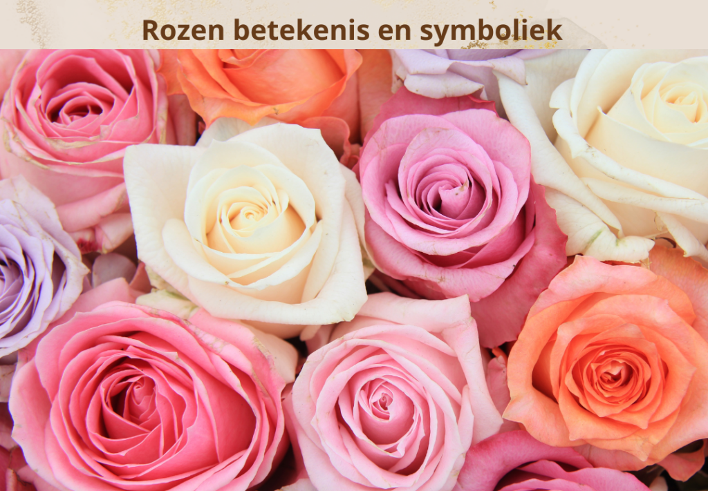 Roos symboliek en betekenis - spiritstyle